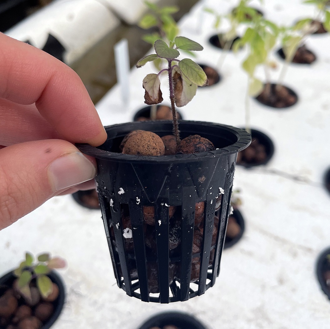 Hydroponic Clay Pebble Hydroton Hydroponics, Aquaponics & Gardening-650 gm